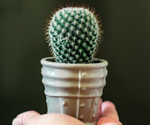 How To Identify Prickly People | Reclaimed Story